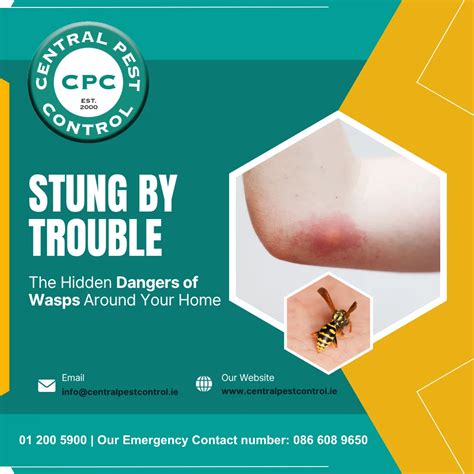 Stung By Trouble The Hidden Dangers Of Wasps Around Your Home