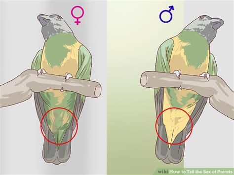 How To Tell The Sex Of Parrots 12 Steps With Pictures Wikihow
