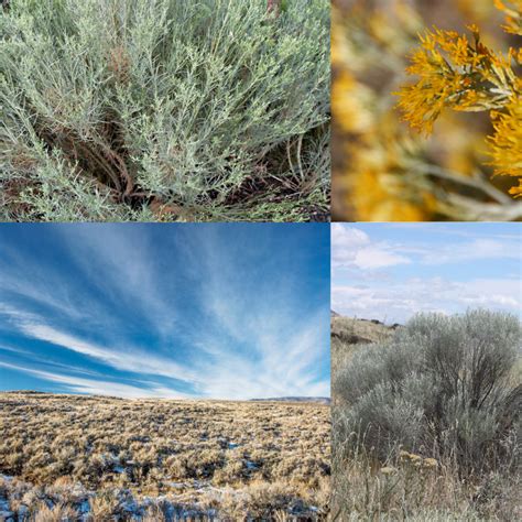 Understanding Chenopod Pollen Allergies Dr Hallett