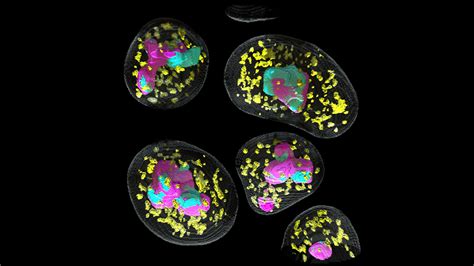 Projects Launch To Map The Nucleus The Information Center Of Our Cells