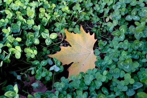 Grass Leaf Map