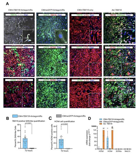 Switching Off To Switch Pacemaker Cells On Alomone Labs