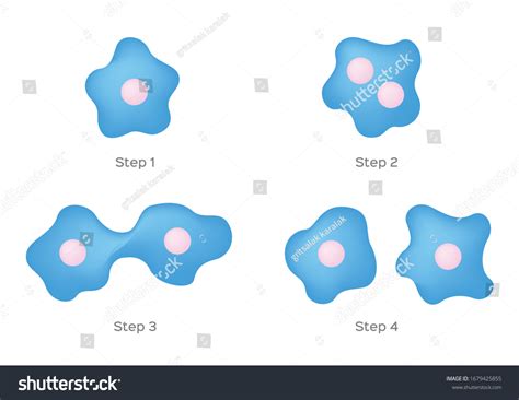 Binary Fission Vector On White Background Stock Vector Royalty Free