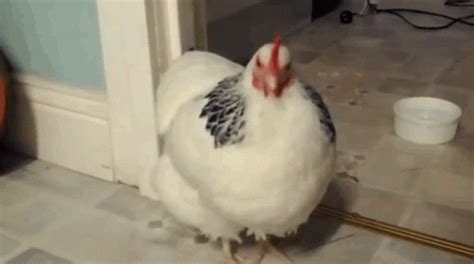 Chicken  Chicken Discover And Share S
