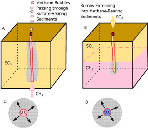 Cartoon Showing Two Models Of How Sediment Hosted Authigenic Carbonate