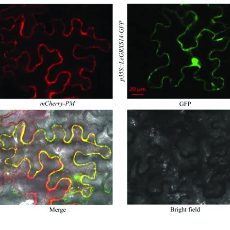Subcellular Localization Of Legrxs14 Proteins A Subcellular