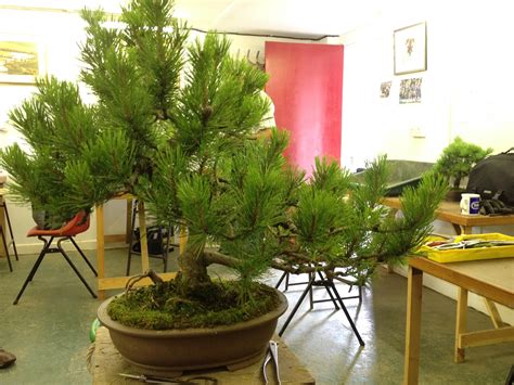Classroom Corner Conifers In Class John Hanby Bonsai