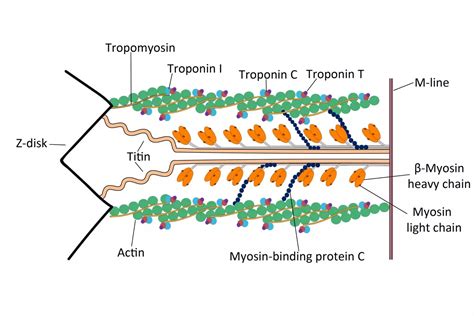 Titin Khám Phá Protein Lớn Nhất Và Ứng Dụng Công Nghệ