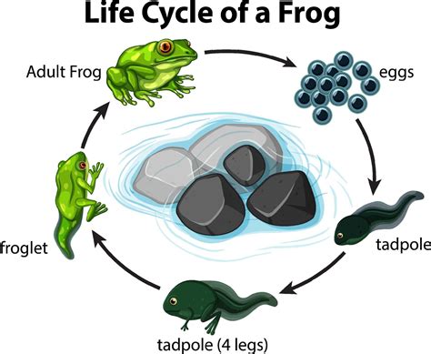 Life Cycle Frog Ielts Writing Task 1 Essay The Life Cycle Of A Frog
