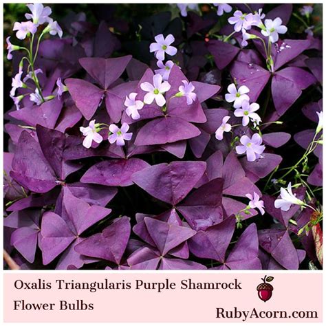 Oxalis Bulbs Etsy