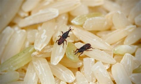 Over 1 Tonne Of Rice Infested With Bugs In The Warehouse Of Mauritius Procurement Firm