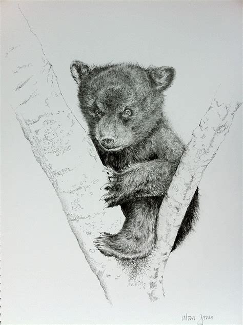 Bear Cub Sketch