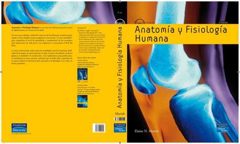 Lóbulo Temporal Descubre Sus Funciones Y Estructura Clave