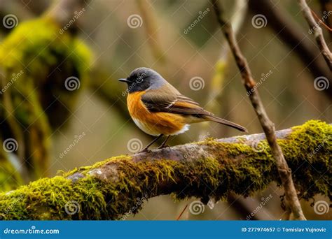Redstart Bird Vector Illustration Flat Style Black Silhouette Profile