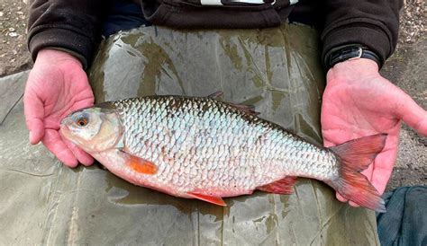 Giant River Roach Just 2oz Shy Of British Record Angling Times