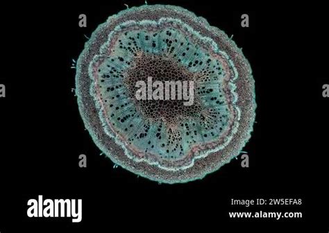 Eucalyptus Annual Stem Cross Section Cut Under The Microscope Microscopic View Of Plant Cells