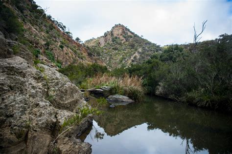 How Has La Niña Impacted The Platypus Australian Conservation Foundation