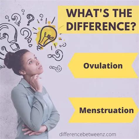 Difference Between Ovulation And Menstruation Difference Betweenz