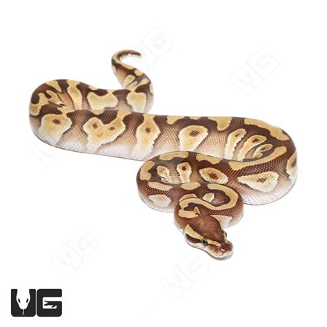Male Orange Dream Yellowbelly Mojave Het Clown Ball Python 065 Python Regius For Sale