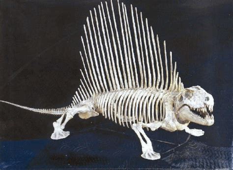Dimetrodon Limbatus Mounted Skeleton Skeletonsandskulls