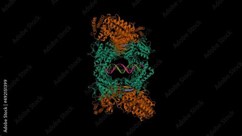 Cas1 Cas2 Csn2 Dna Complex From The Type Ii A Crispr Cas System