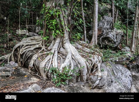 The Powerful Roots Of The Weeping Fig Tree Ficus Benjamina Entwined Around A Stone Boulder