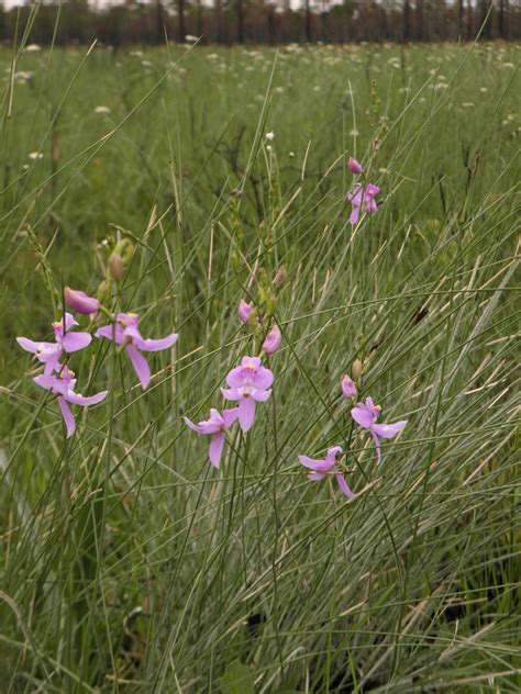 Calopogon Pallidus Pale Grass Pink Go Orchids