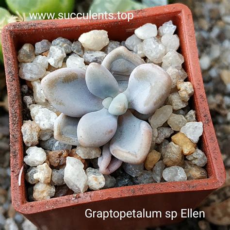 graptopetalum sp Ellen — Cactus-shop