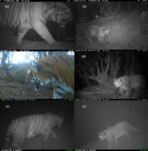 Photographic Evidence Suggests Habitat Overlap And Co Occurrence Of Tigers And Snow Leopards In