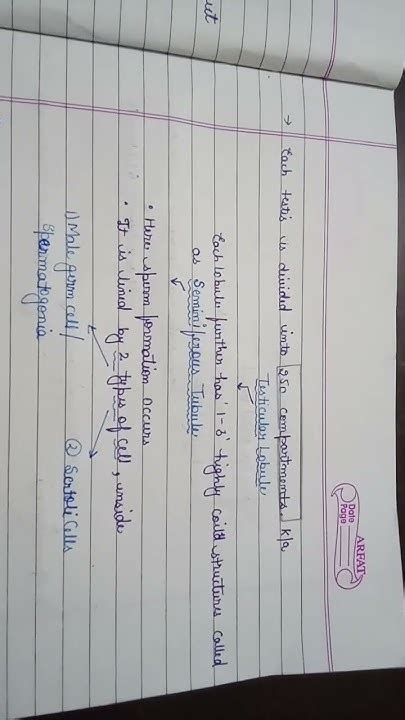 Structure And Function Of Testis