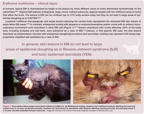 Feline Immune Mediated Skin Disorders Part 2 Frane Banovic Paulo