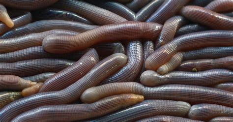 Hawkers Really Put Worms In Laksa · Everything You Heard Is True