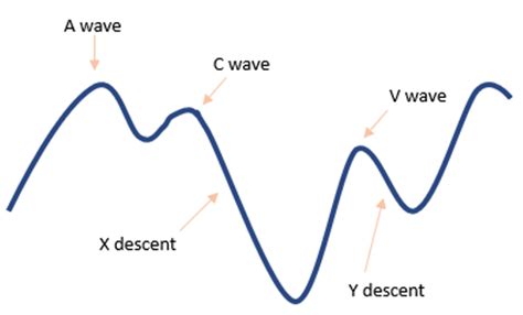 Central Venous Pressure And Pulmonary Artery Wedge Pressure