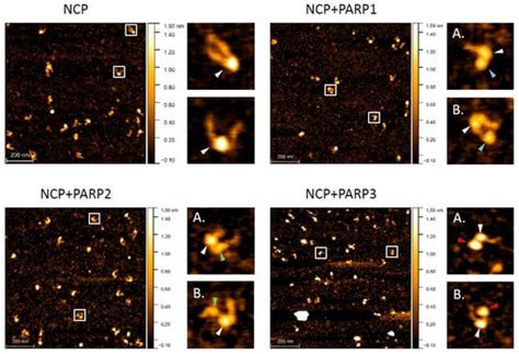 Ijms Free Full Text Parp3 Affects Nucleosome Compaction Regulation