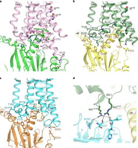 Comparison Of The Receptorg Protein Binding Interfaces Of The β2args