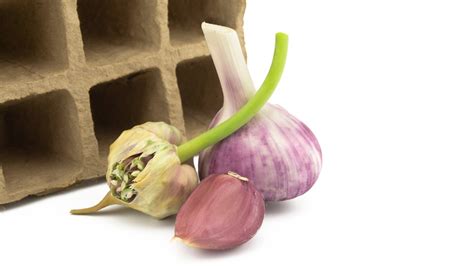 Bulb Seeds Essential Facts You Need To Know Greeny Thumbs