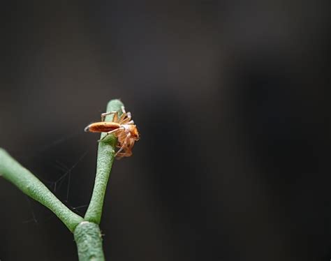 Jumping Spider Premium Photo