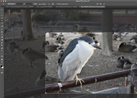 How To Crop Images Like A Pro
