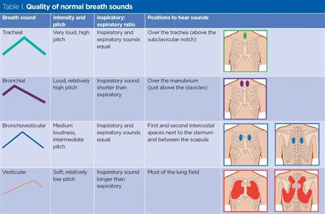 Lung Sounds Respiratory Auscultation Sounds