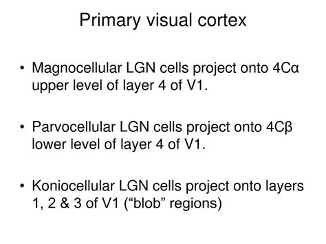 Ppt Visual Cortex Powerpoint Presentation Free Download Id 365241