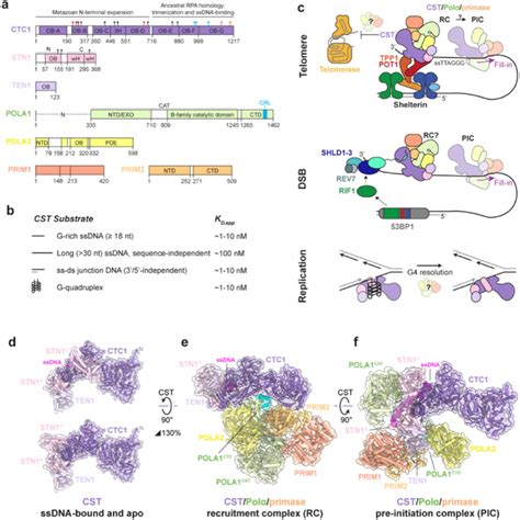 Cst And Cstpolαprimase Structure And Function A Domain Schematics Download Scientific