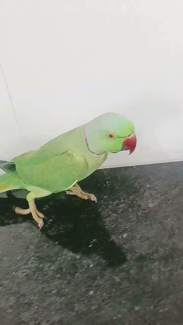 Parror Lover Cute Parrot Youtube