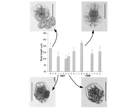 Medium Body Length µm For Brachionus Angularis In 1997 And 1998