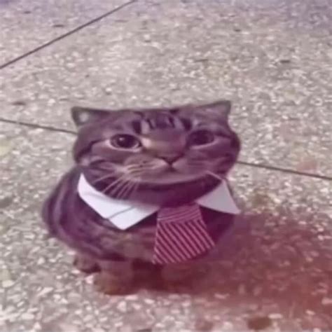 Cat With Ties Cats In Tie Funny Cat Profiles Cat Meme Pfps