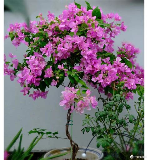 三角梅如何养成“高级感花树”，首先是“造型”，然后才是“养”鲜花什么值得买