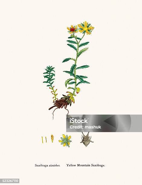 Saxifrage Plant Scientific Illustration Stock Illustration Download