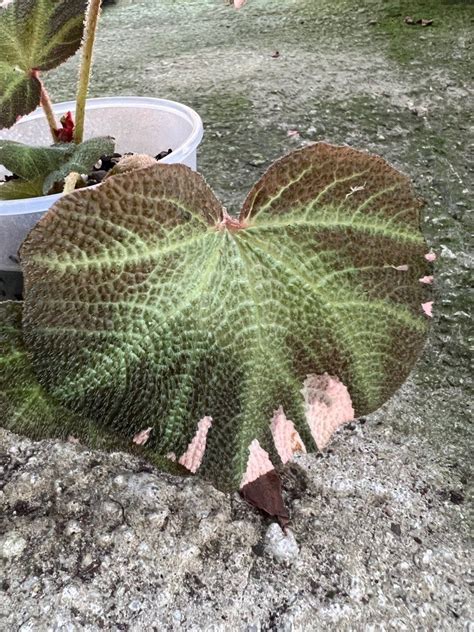 Begonia Soli Mutata Variegated Furniture And Home Living Gardening