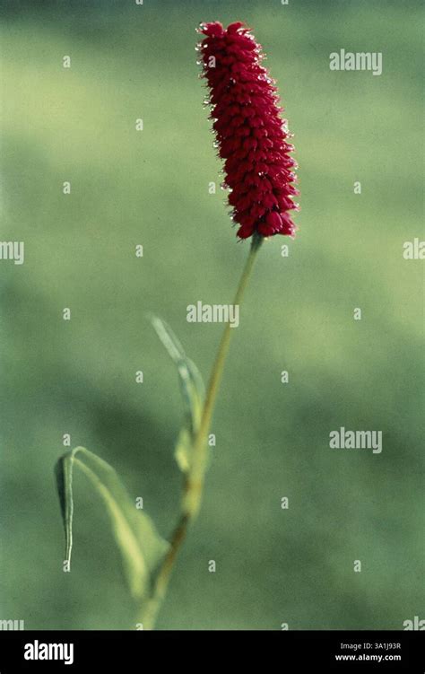 Large Leaved Knatweed Bistorta Macrophylla Polygonum Macrophyllum Stock