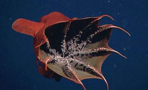 Vampire Squid Vampyroteuthis Infernalis Calamar Vampiro Vampiro