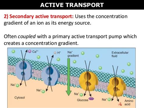 Primary Active Transport